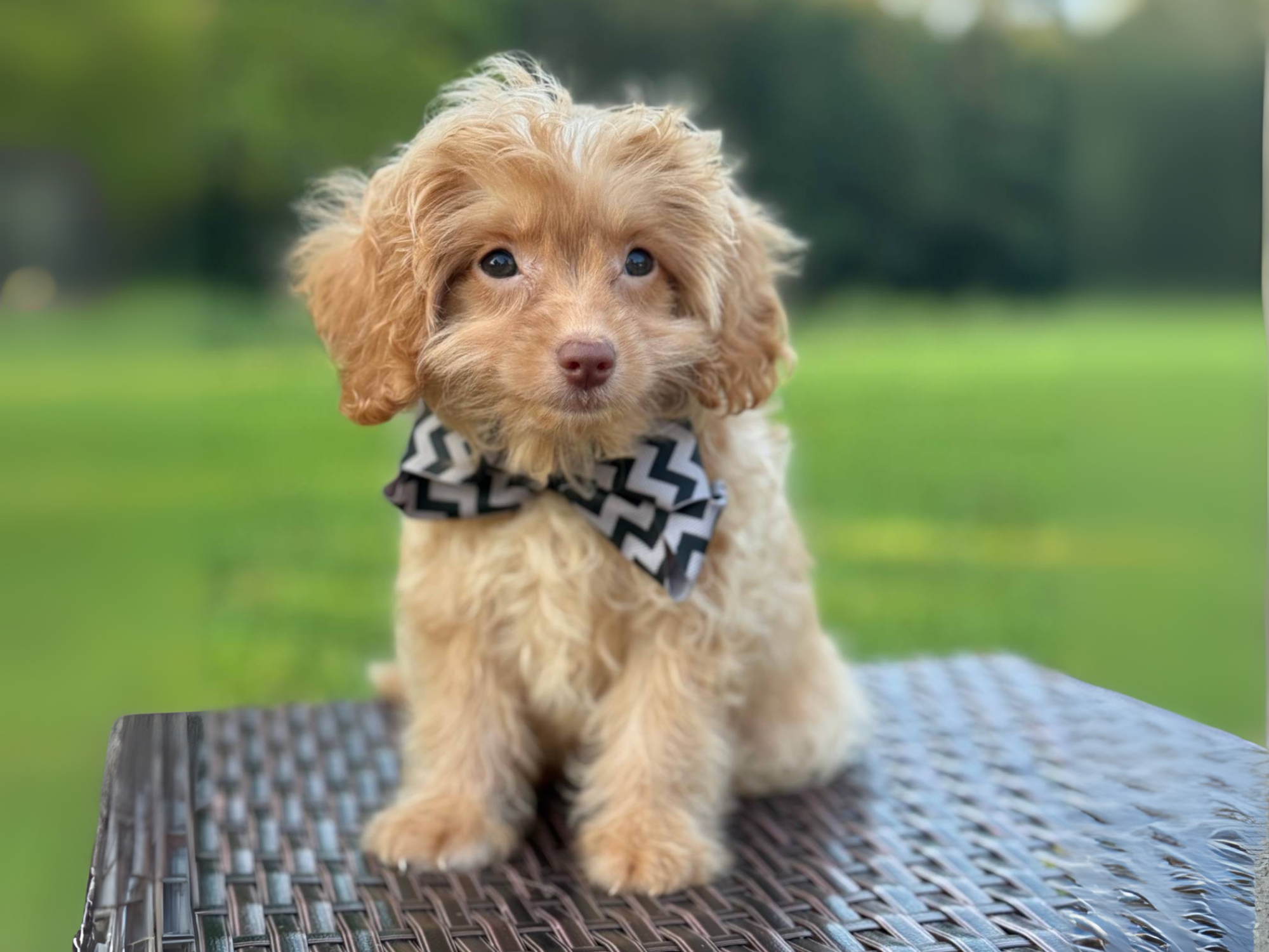 Meet Archie