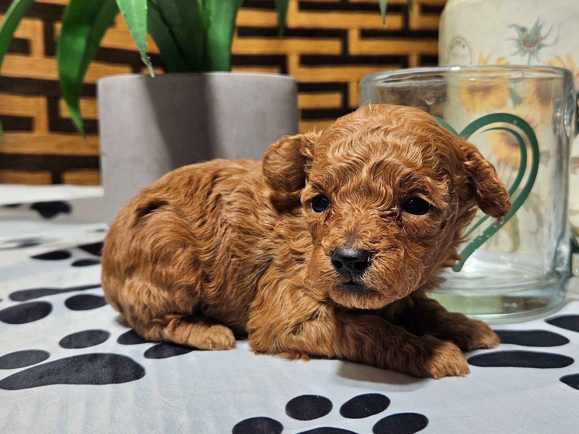 Meet Amelia