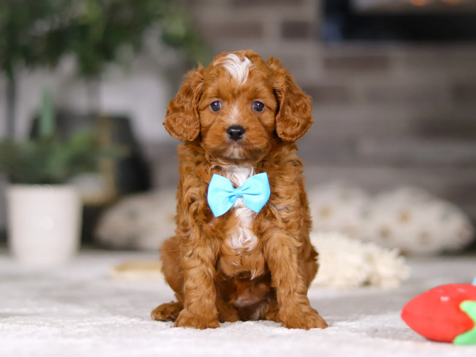 Meet Murphy