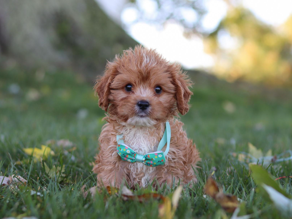 Meet Skip