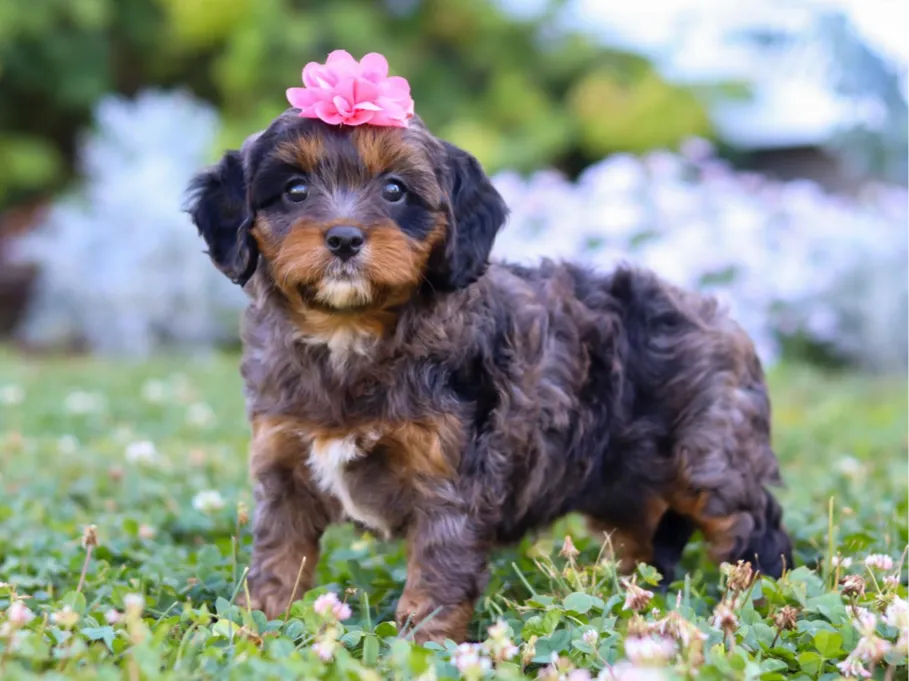 Meet Gigi