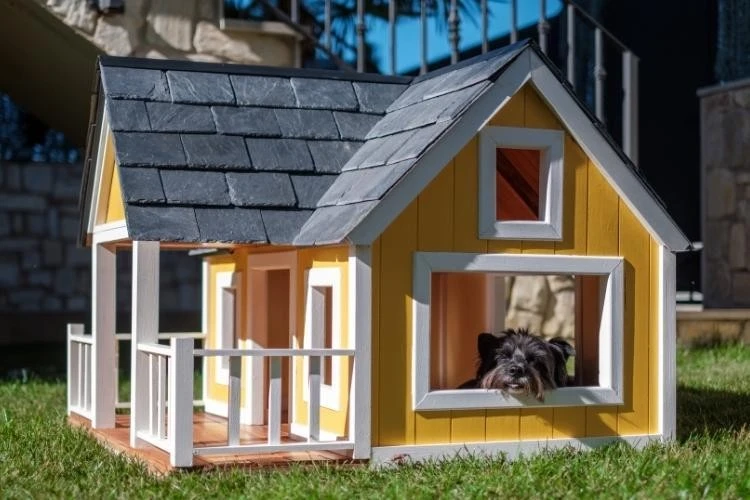 Yorkie Puppies Price: How Much Are Yorkshire Terrier Puppies?