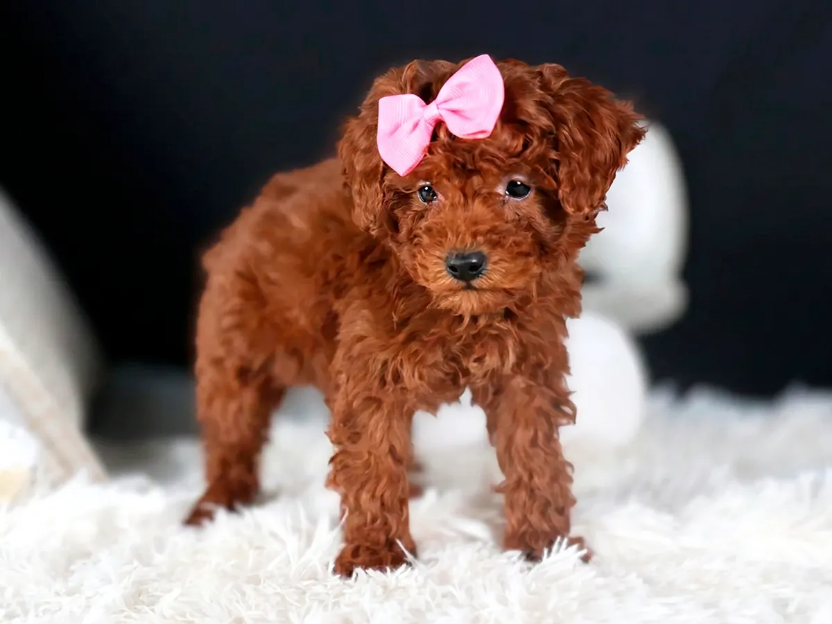 Meet Lilly