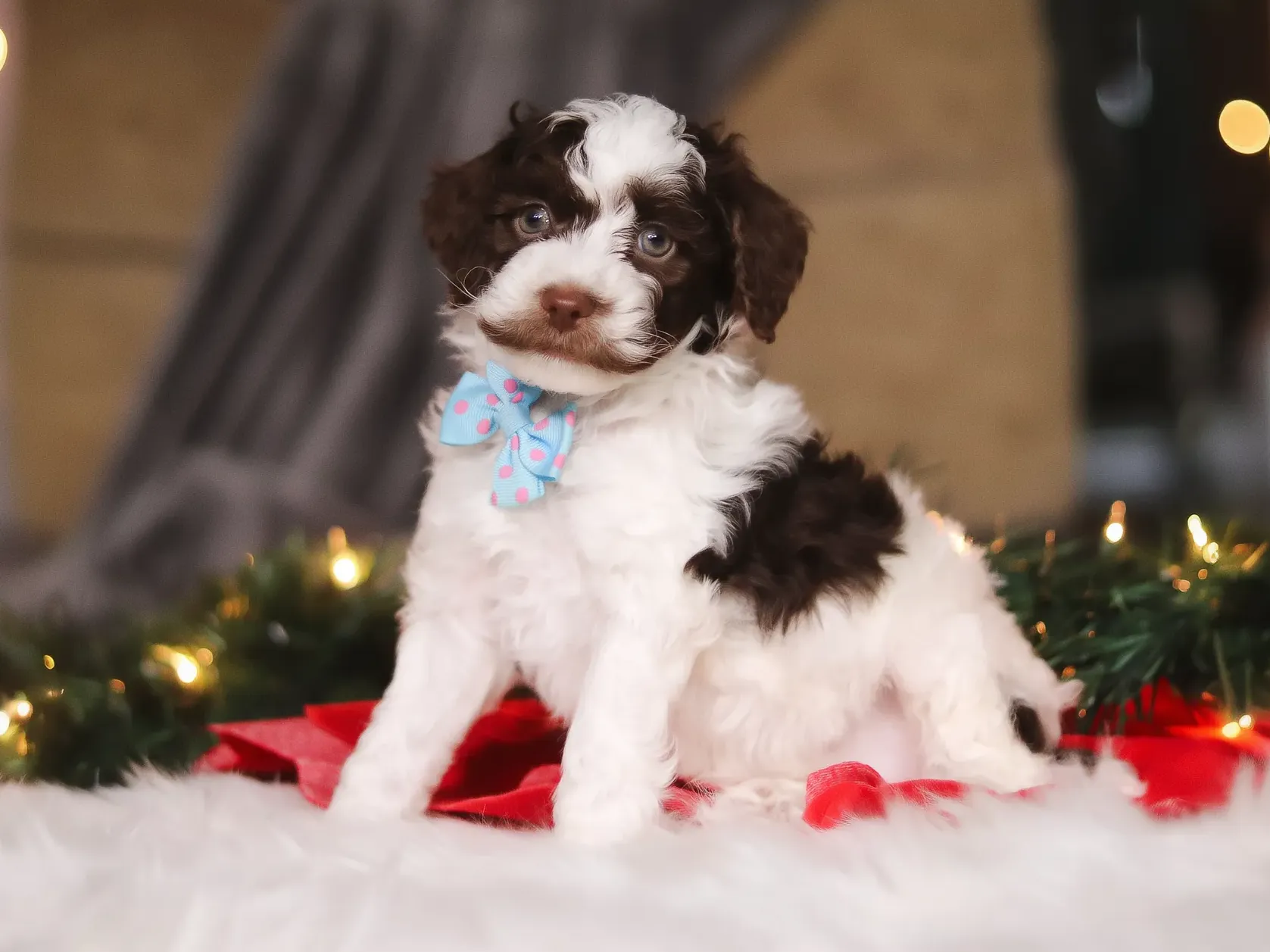 Meet Blitz