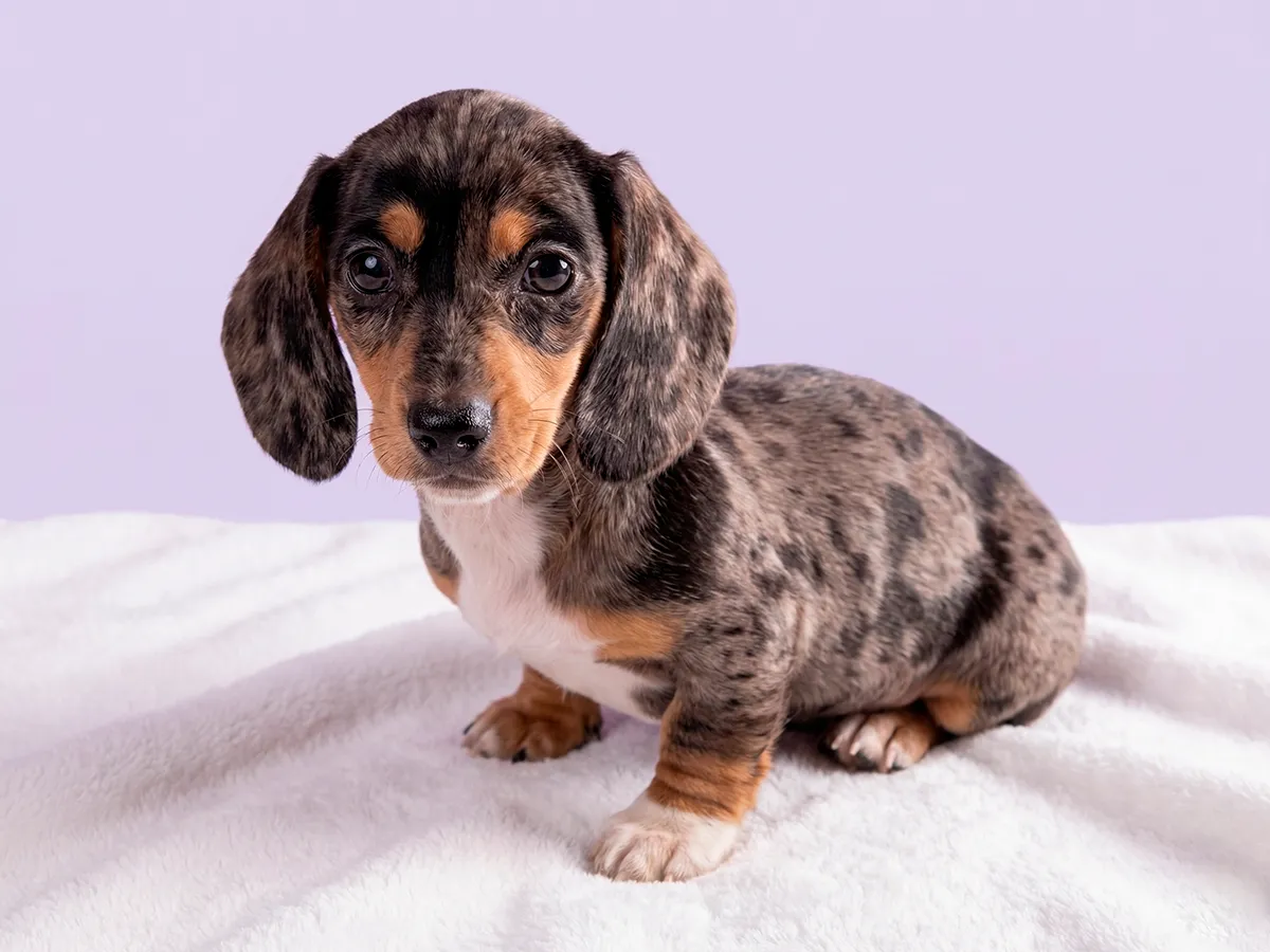 Meet Paisley